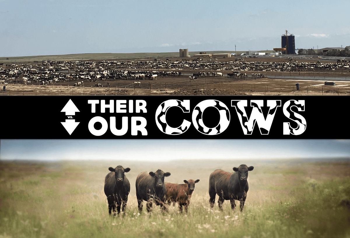 High Quality Beef from Pasture One – Wild Zora